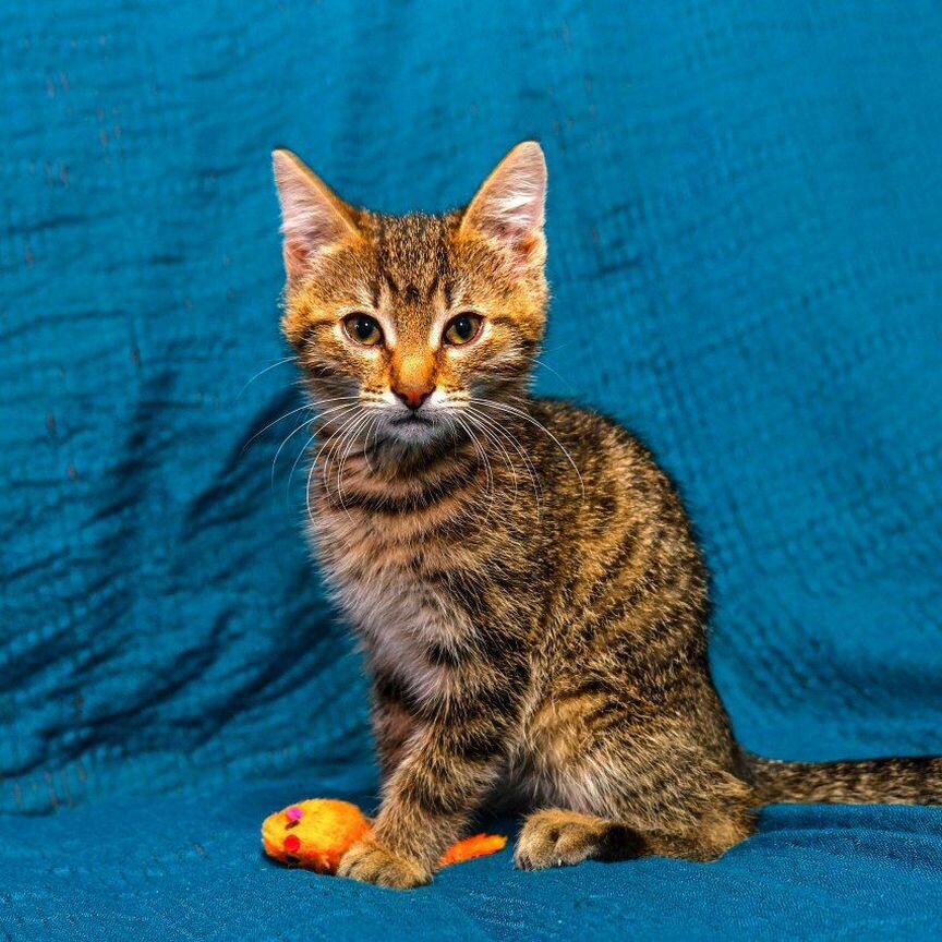 Котенок в добрые руки. Отдам бесплатно