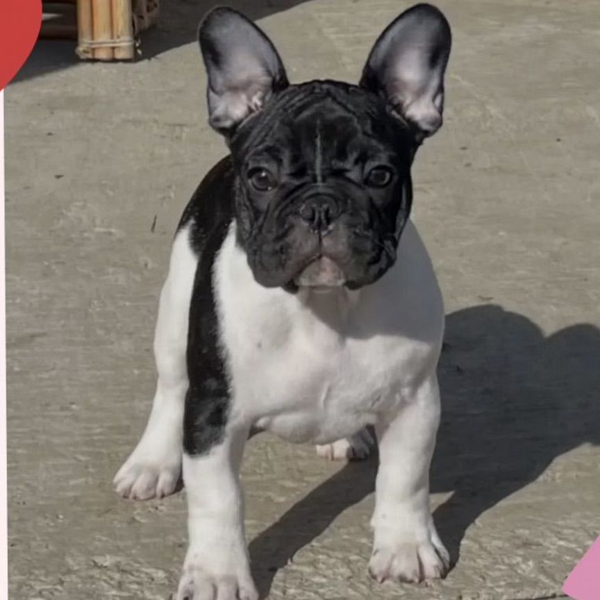 Французский бульдог, щенок