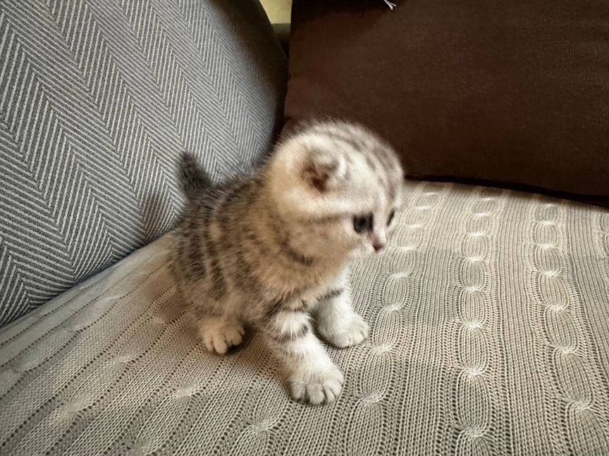 Серебристый мрамор вислоухий котенок