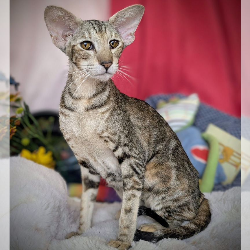 Ориентальная кошка, взрослая