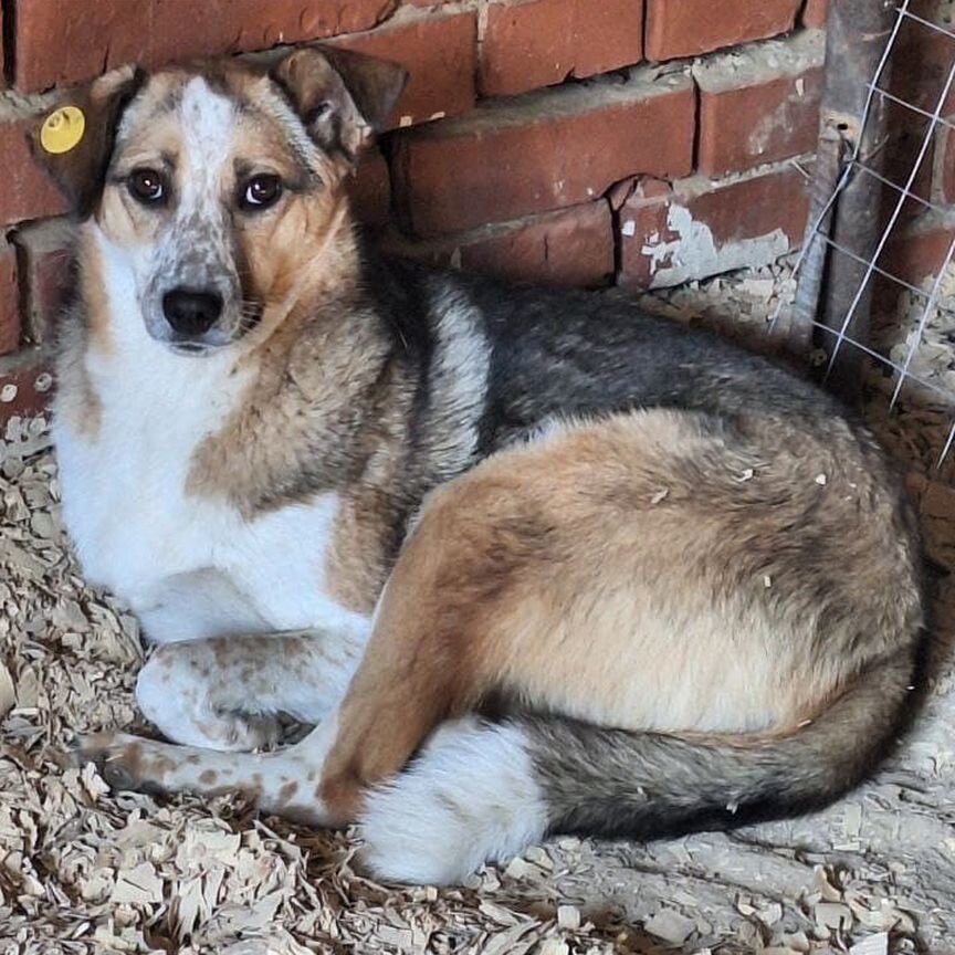 Взрослая собака в добрые руки