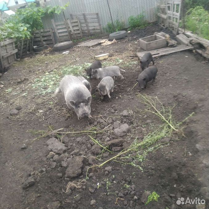 Продам вьетнамских поросят