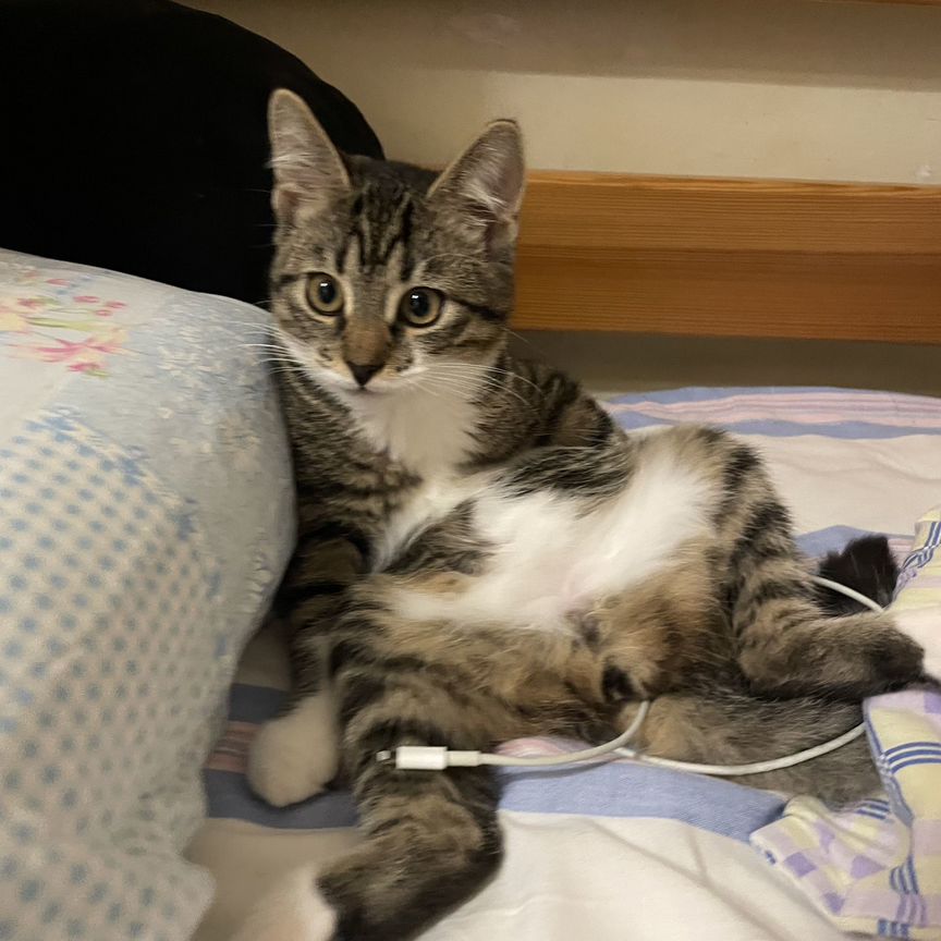 Отдам котят в добрые руки