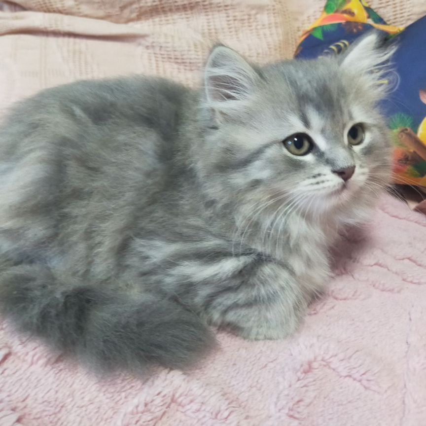 Шотландский прямоухий длинношёрстный котёнок
