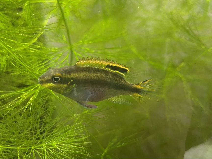 Аквариумные рыбки