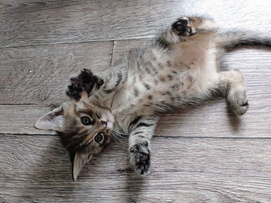 Маленькая леди