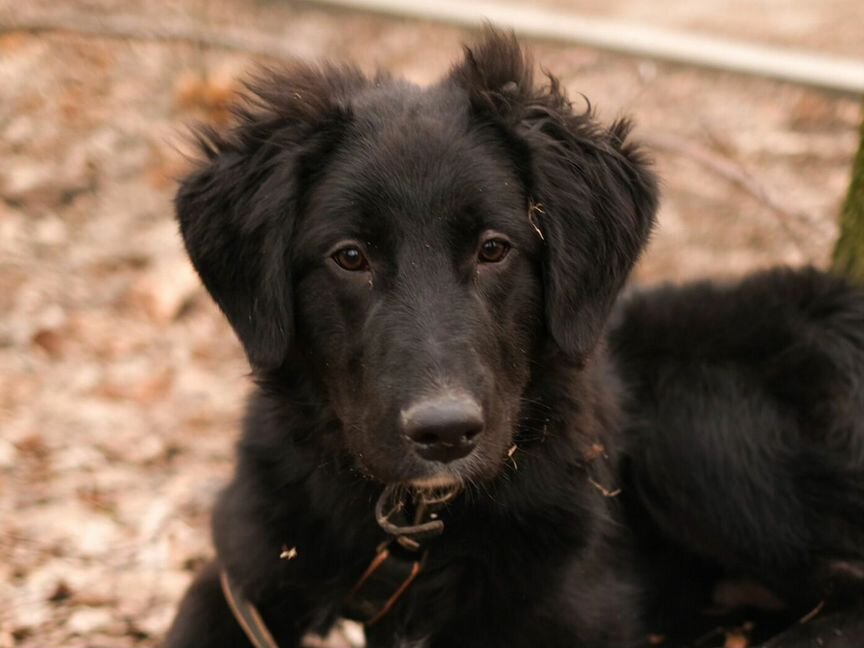 Собака из приюта: большой кудрявый Клайд