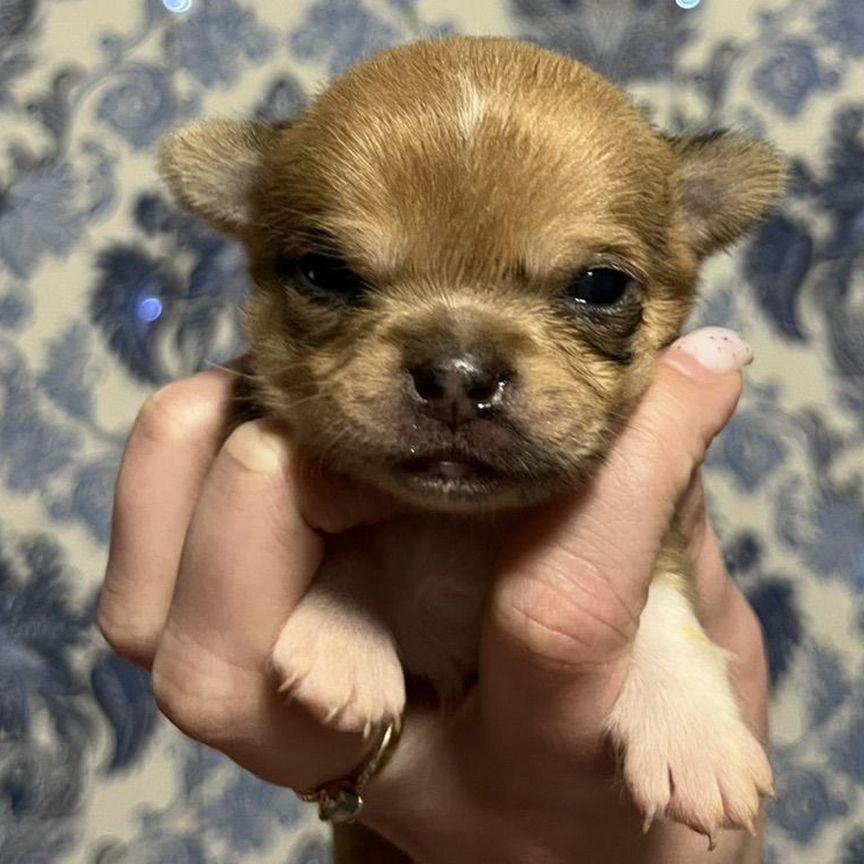 Чихуахуа, щенок