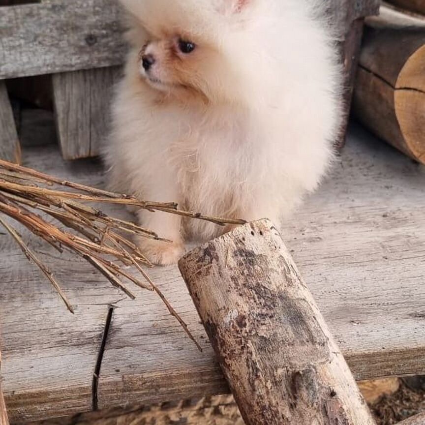 Шпиц Померанец