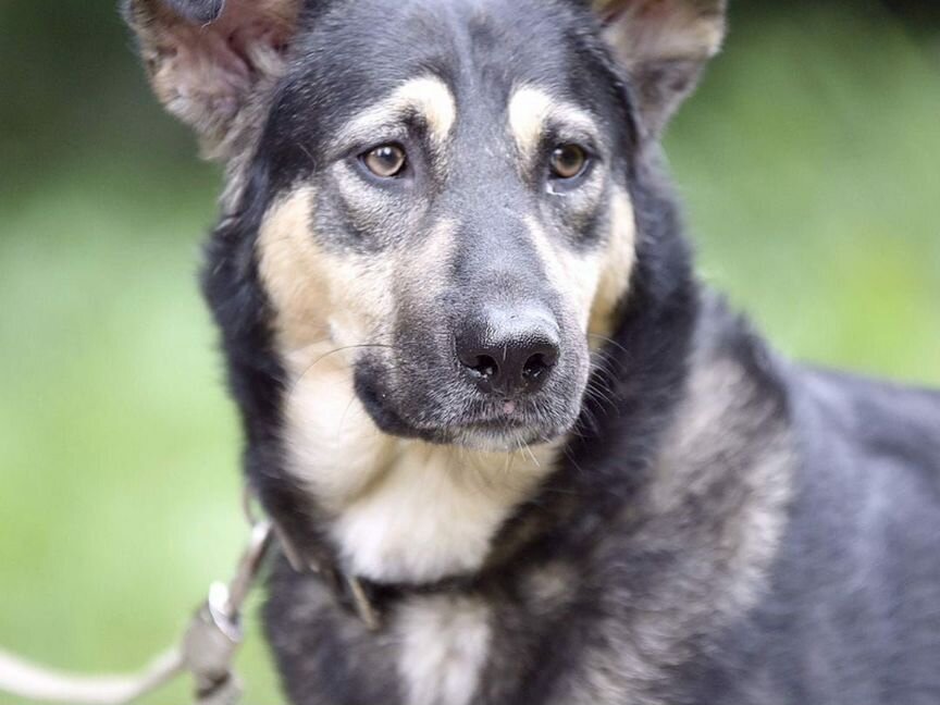 Фёдор собака мальчик Настоящий компаньон