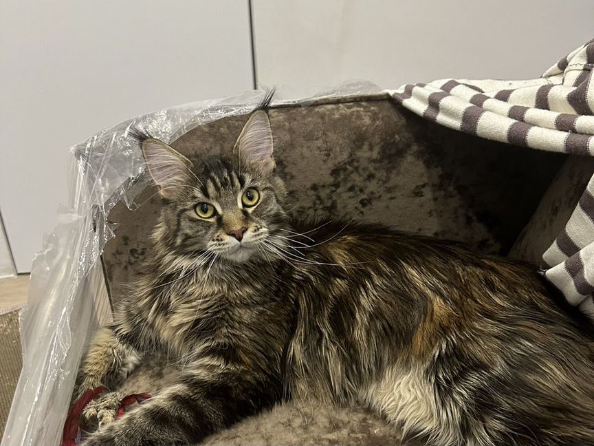 Отдадим в хорошие руки кошку Мейн-Кун