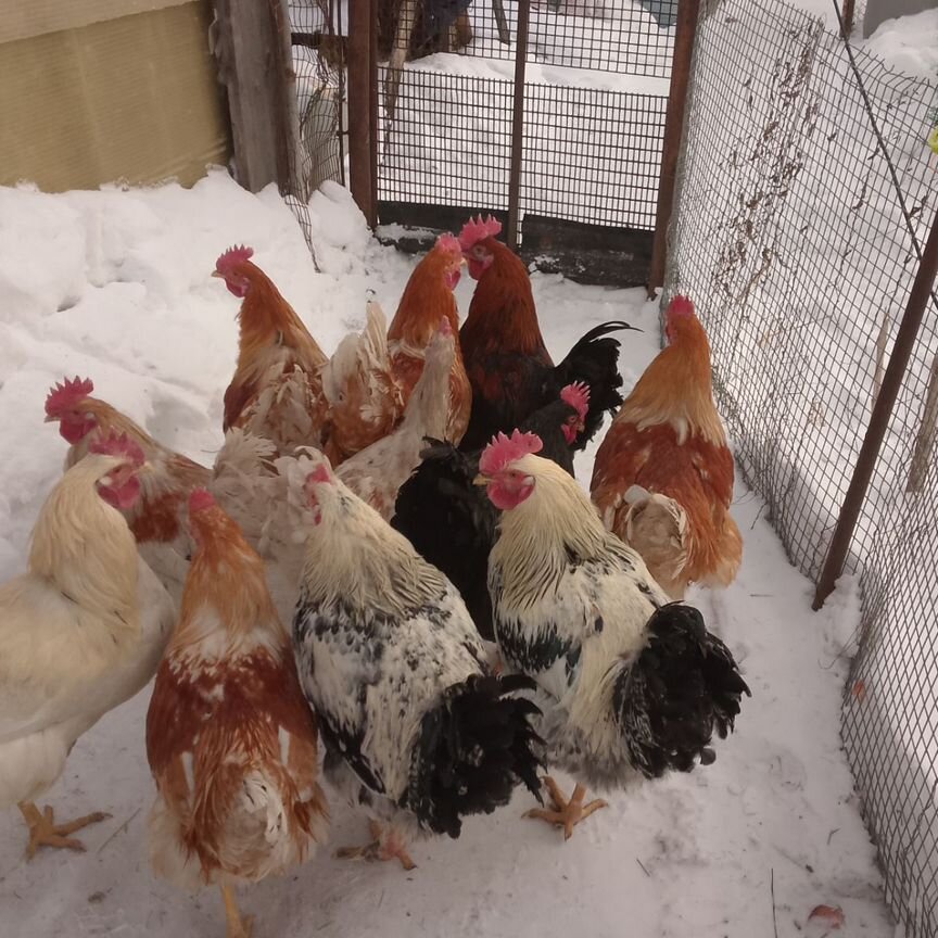 Молодые петушки