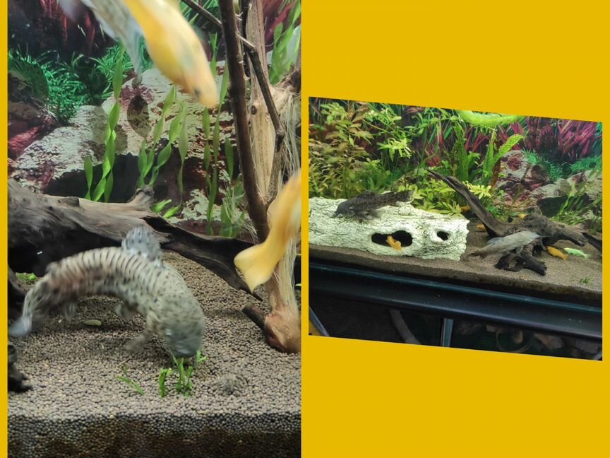 Таракатумы, Молинезии, Боция