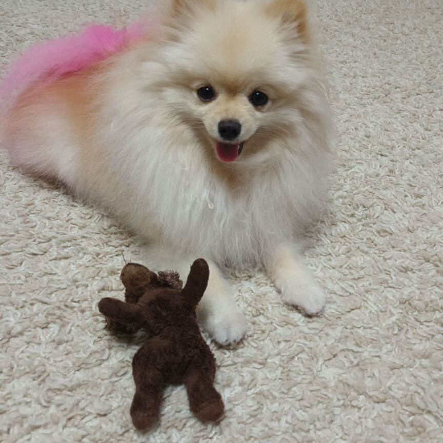 Немецкий шпиц мини