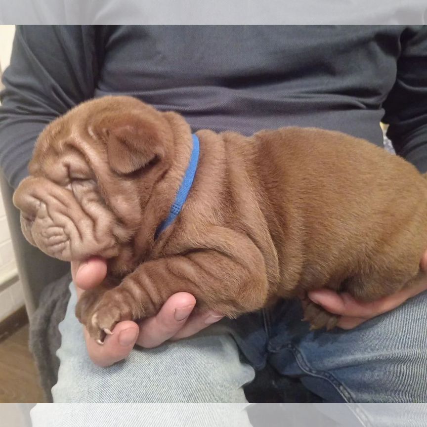 Шарпей, щенок