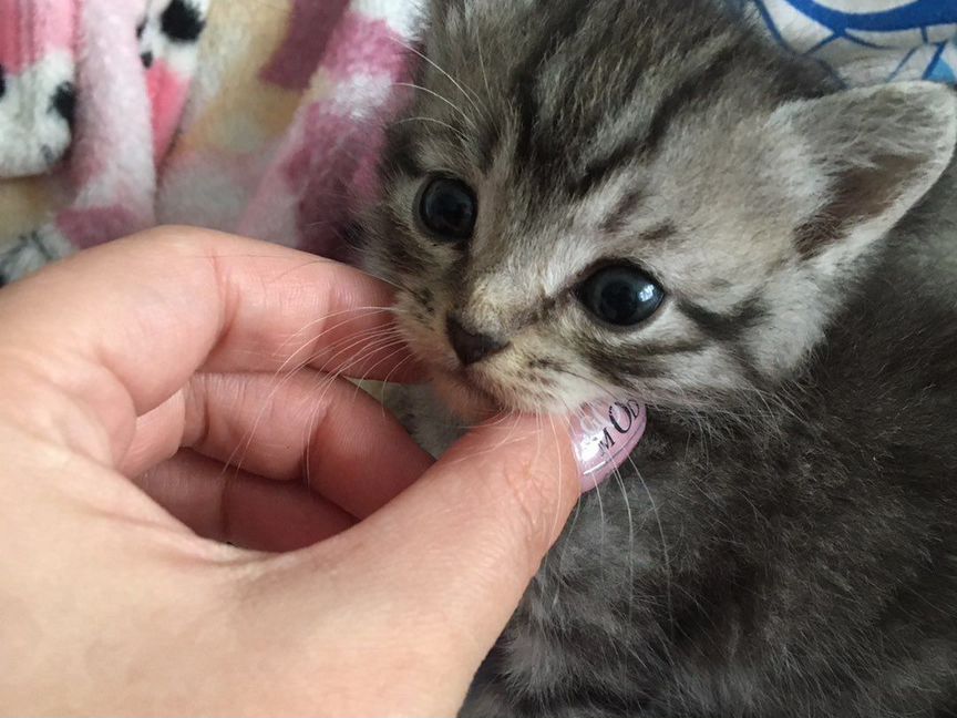 Котёнок
