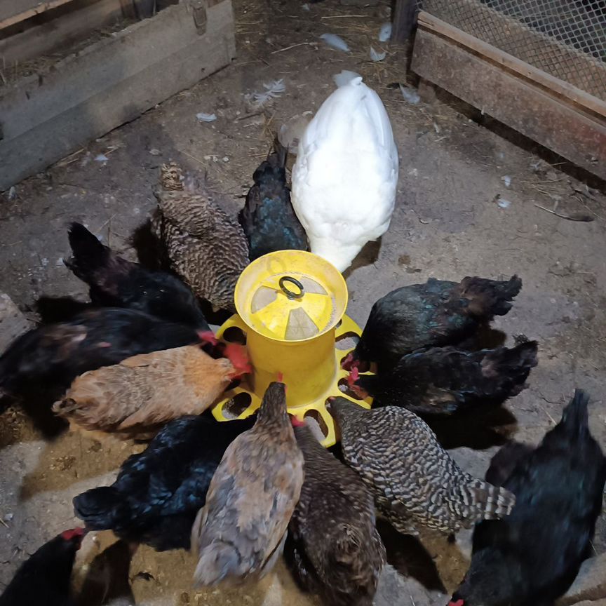 Курицы несушки