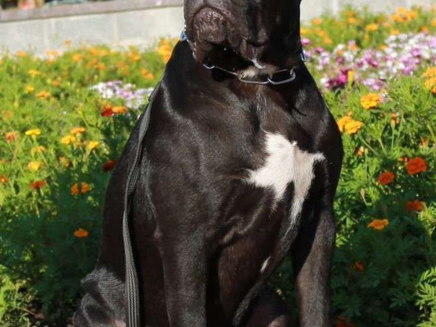 Щенки кане corsa