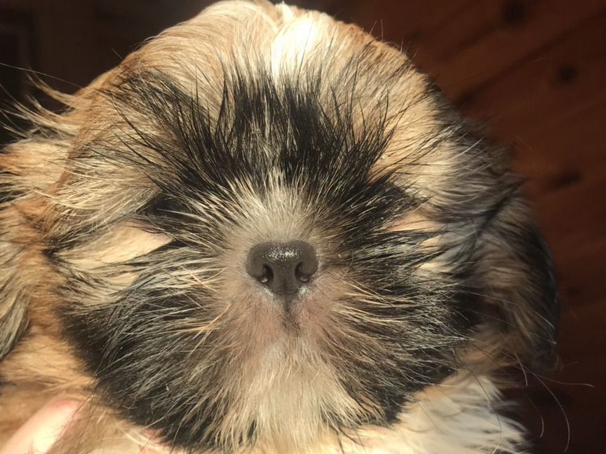 Щенки ши-тцу