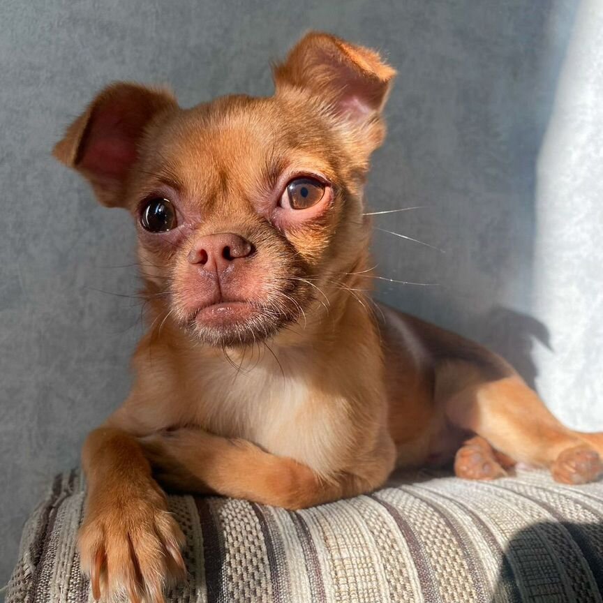 Той-терьер вязка