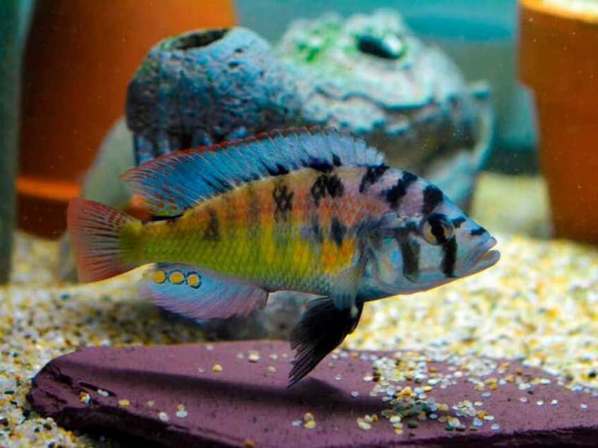 Рыбки цихлиды