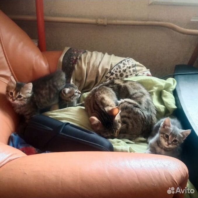 Полосатые Котята бесплатно