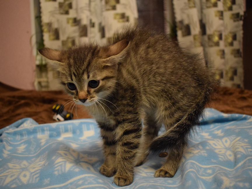 Кошки в добрые руки