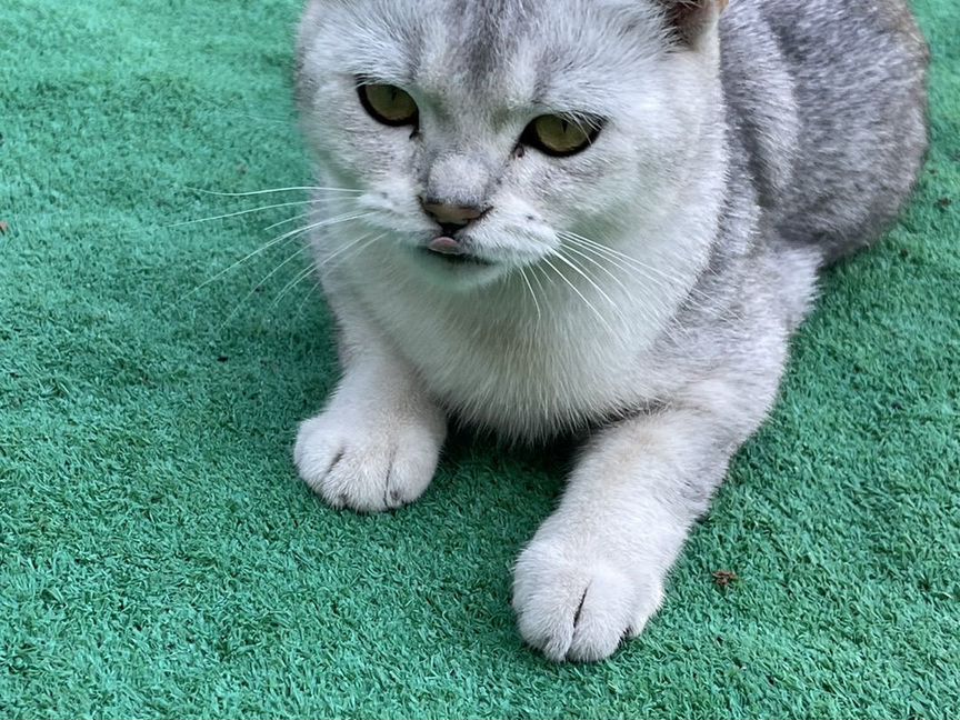 Шотландская прямоухая кошка