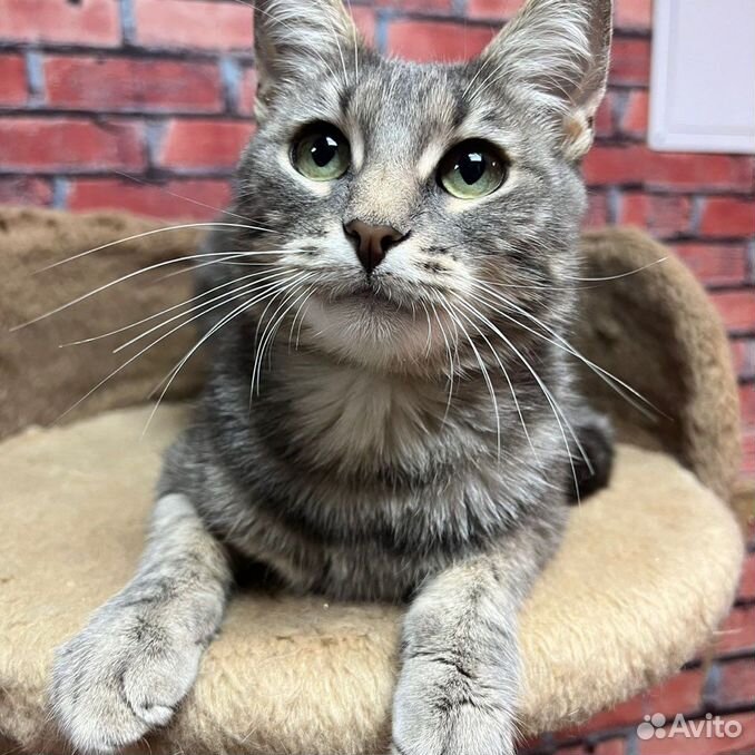 Зеленоглазая кошечка Алиса 2 года