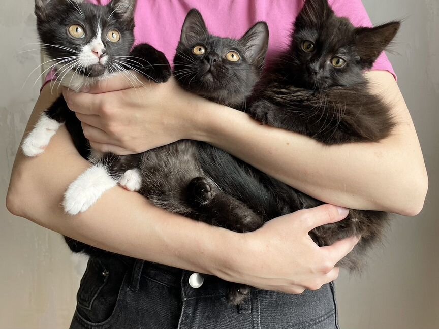 Котята в добрые руки