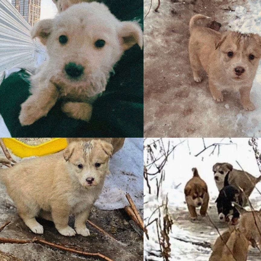 Щеночкам нужен дом или передержка