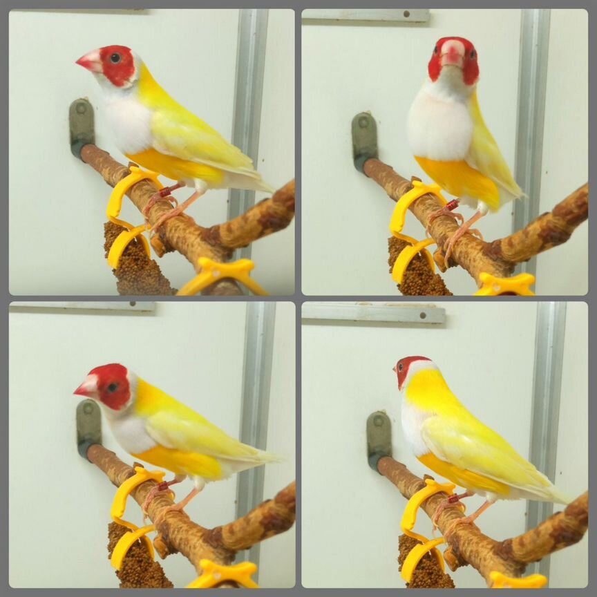 Самец Амадина Гульда (синегенный)