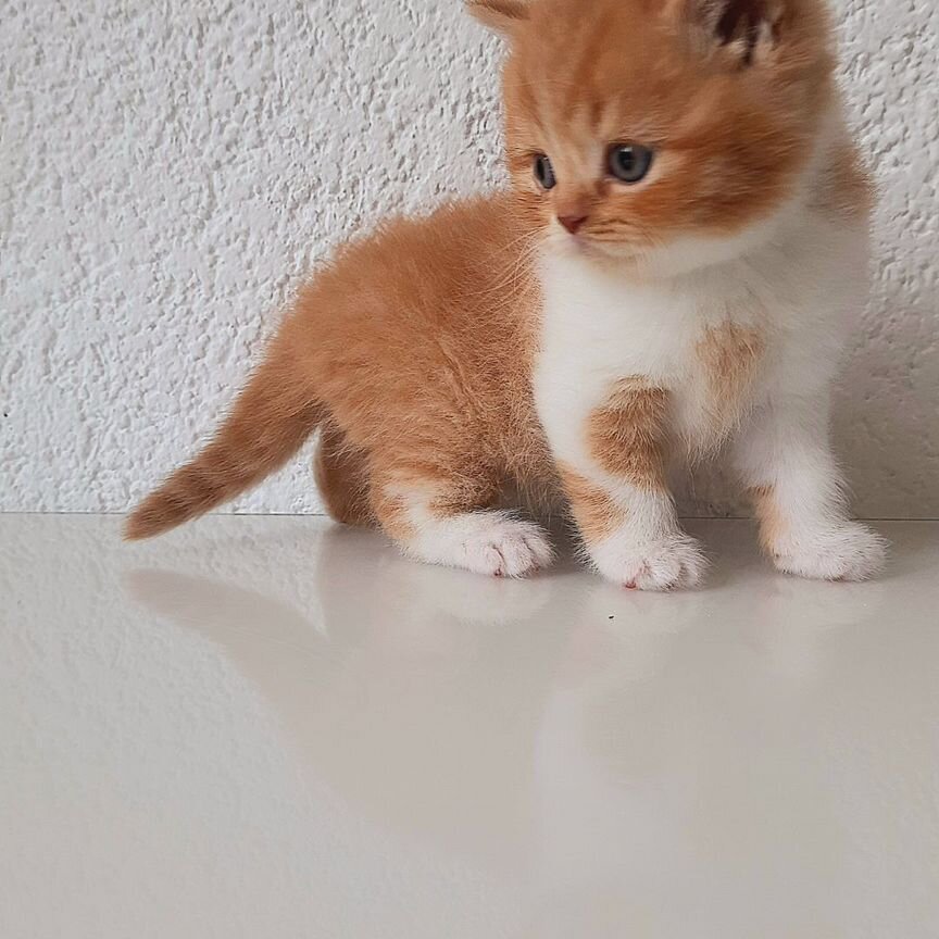 Британские котята