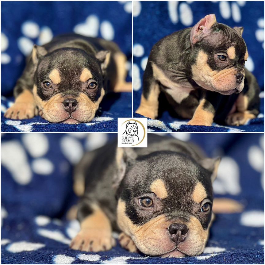 Крошки булли