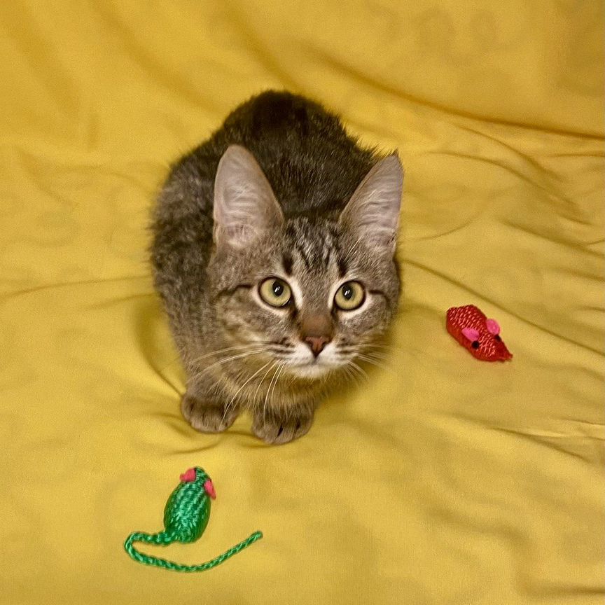 Котенок Эшли 5 месяцев