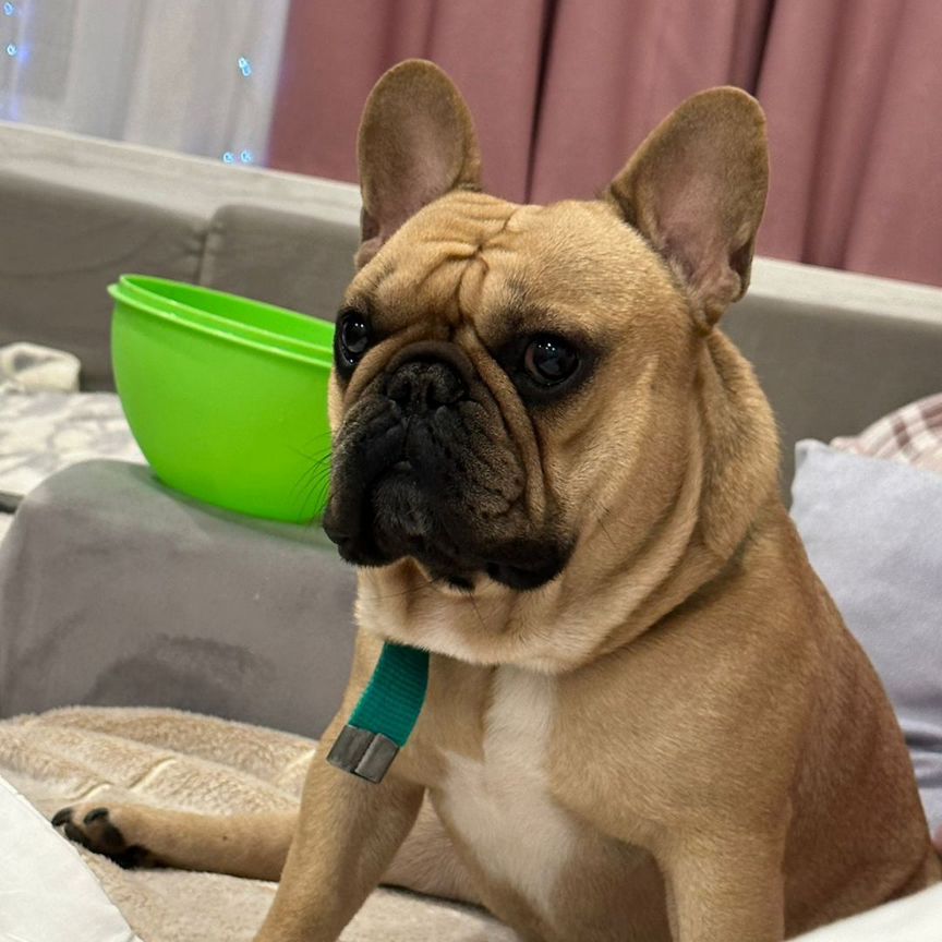 Французский бульдог вязка