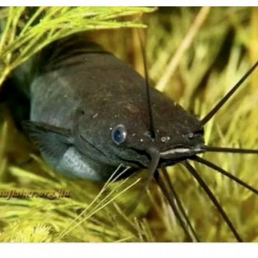 Аквариумные рыбки