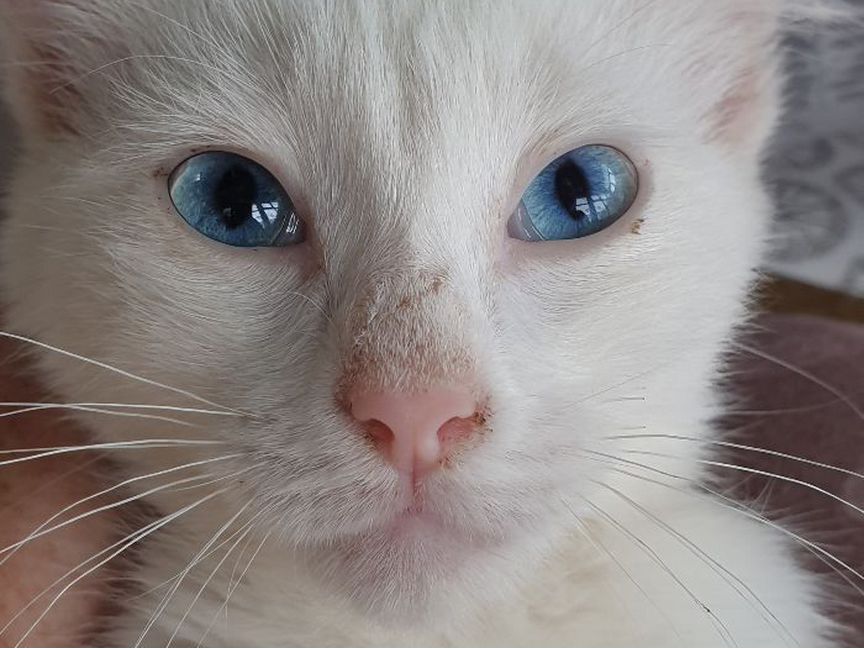 Кошечка Снежка