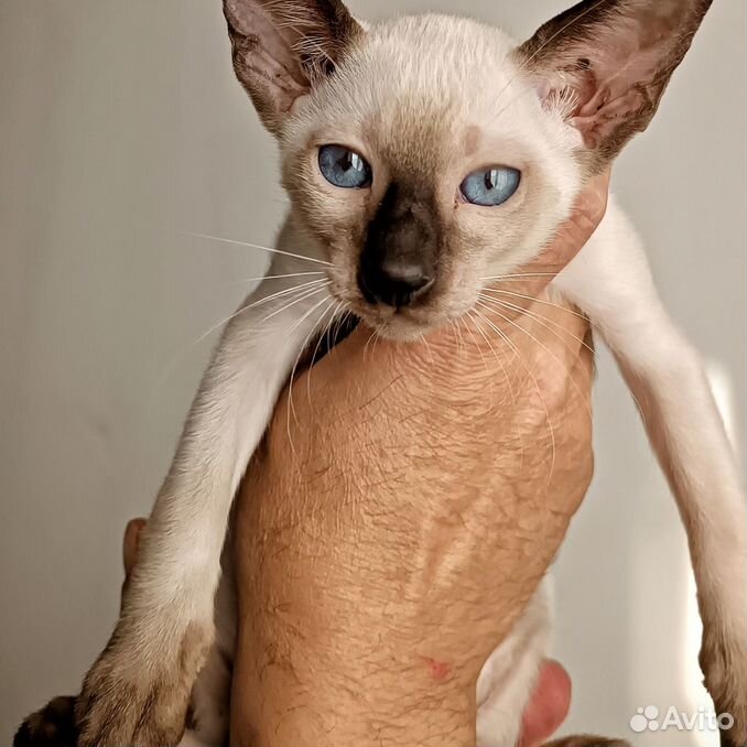 Голубоглазая ориентальная принцесса