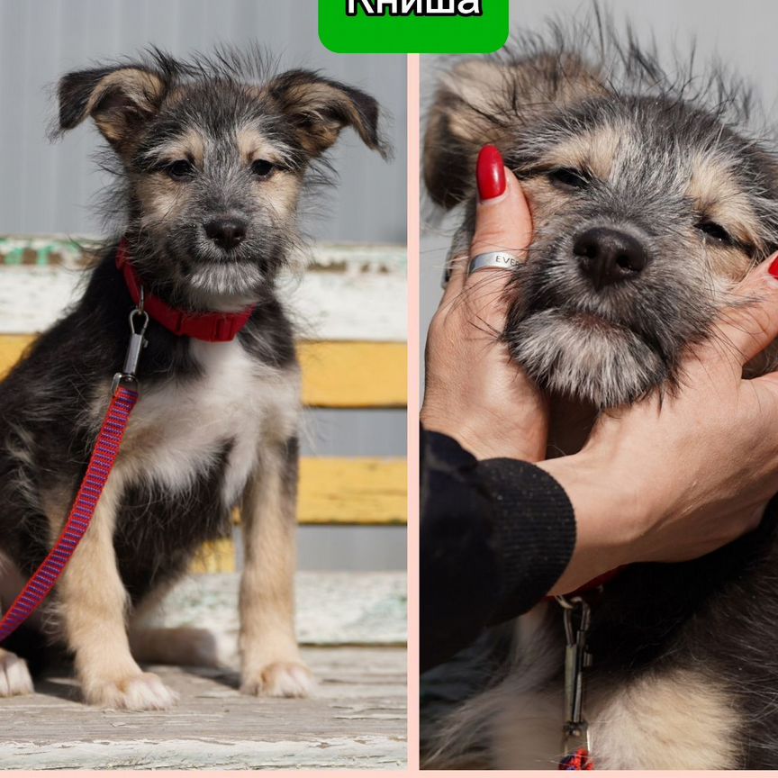 Щенок в добрые руки