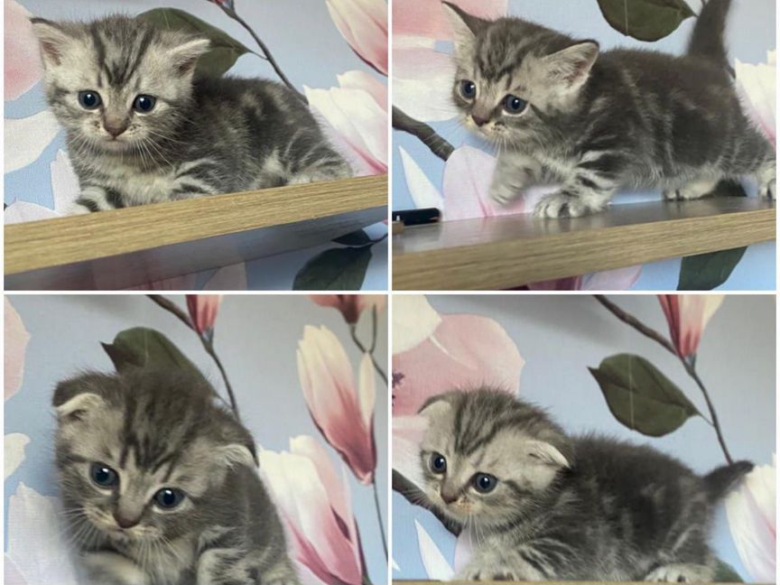 Шотландские котята