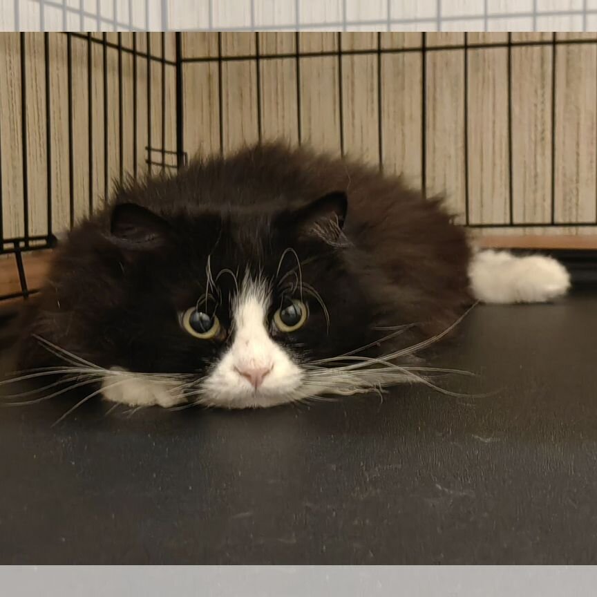 Взрослый кот в добрые руки