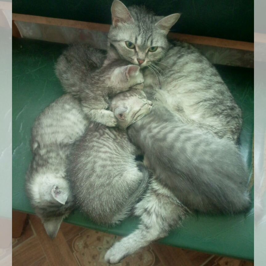 Немецкая овчарка, взрослая собака