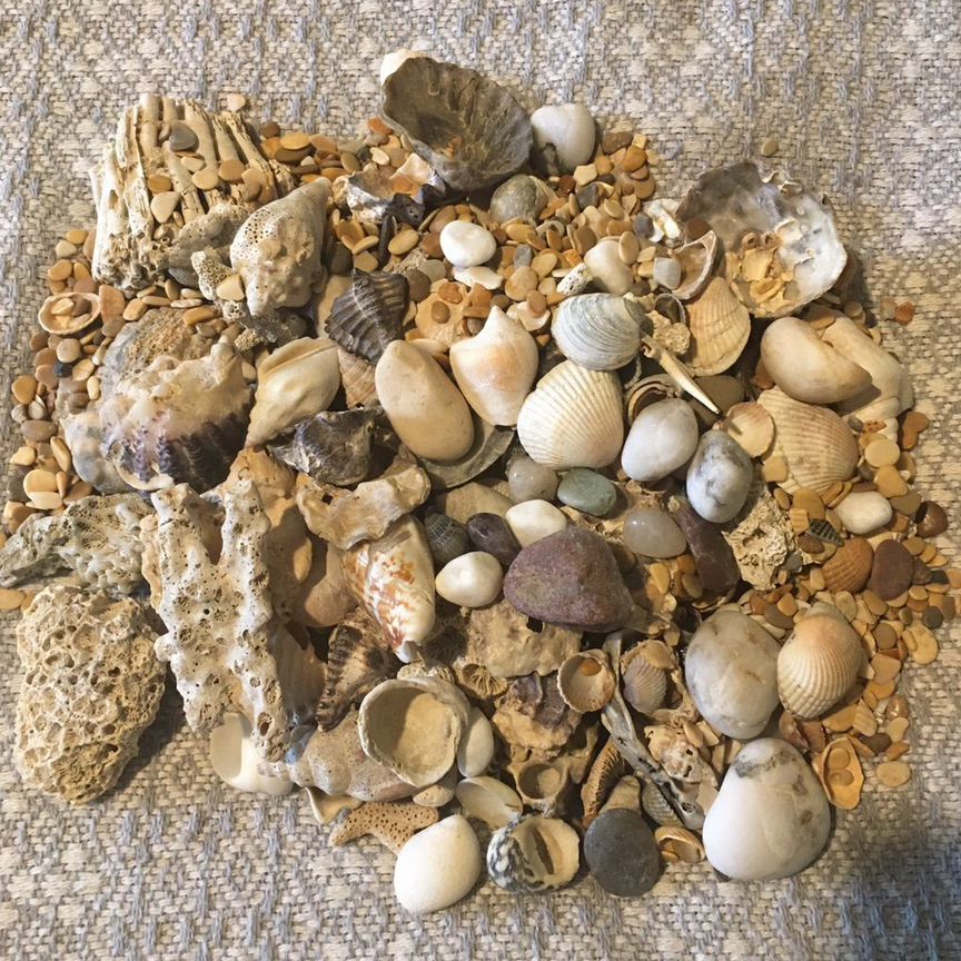 Ракушки, кораллы