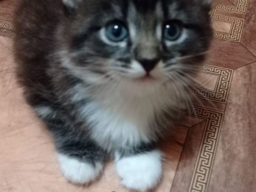 Котята мейн-кун наполовину