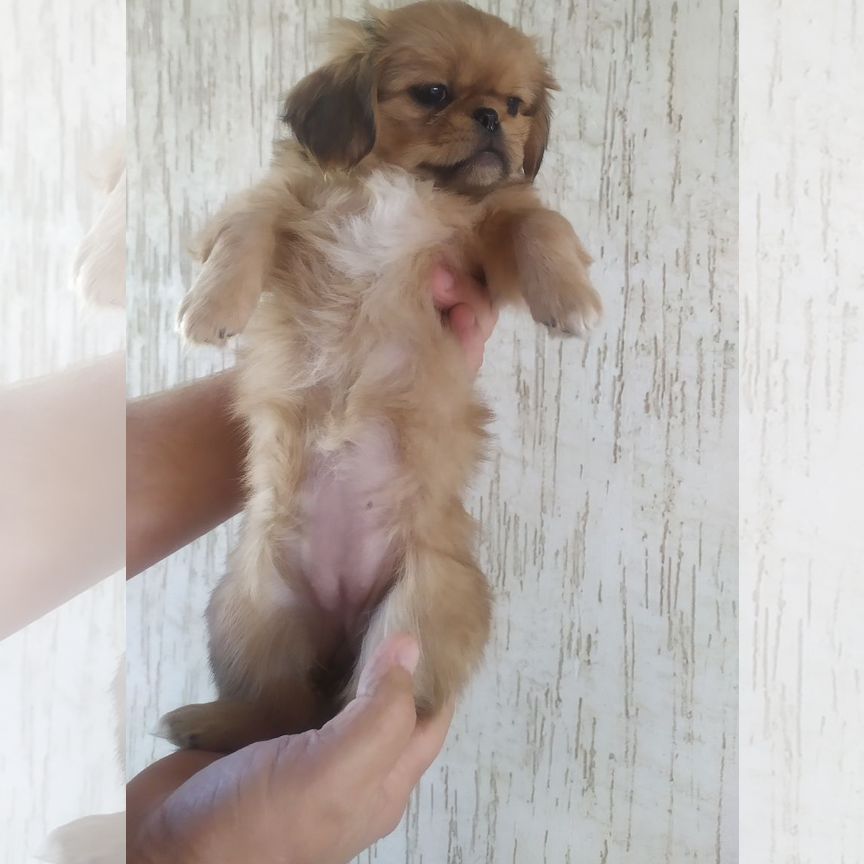 Щенки пекинеса