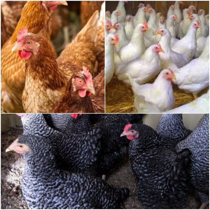 Куры красные и белые и др. птица