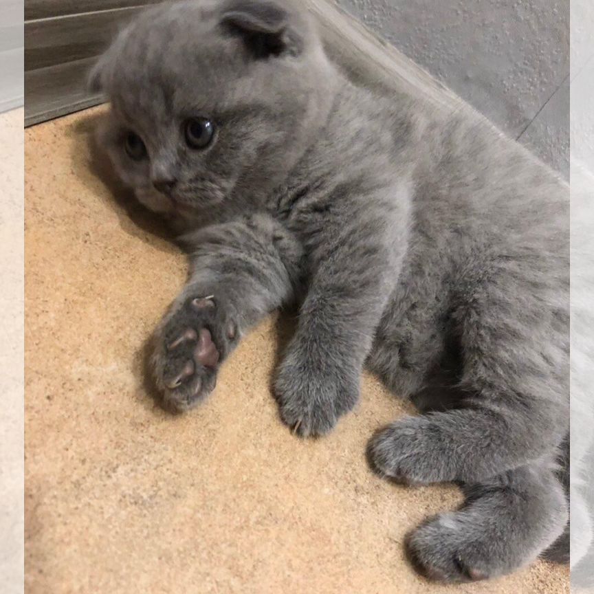 Шотландская вислоухая малышка