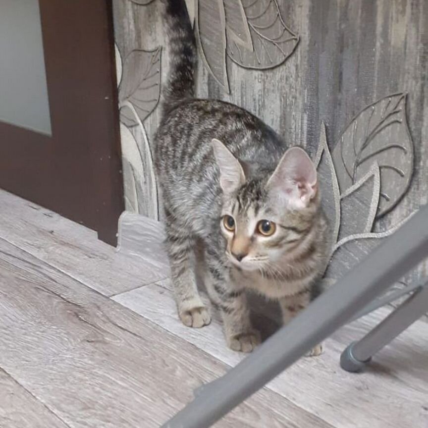 Котёнок Венера