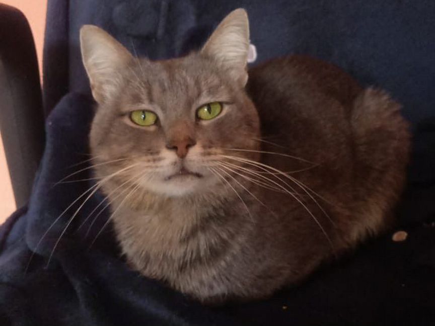 Котик дымчатый красавчик